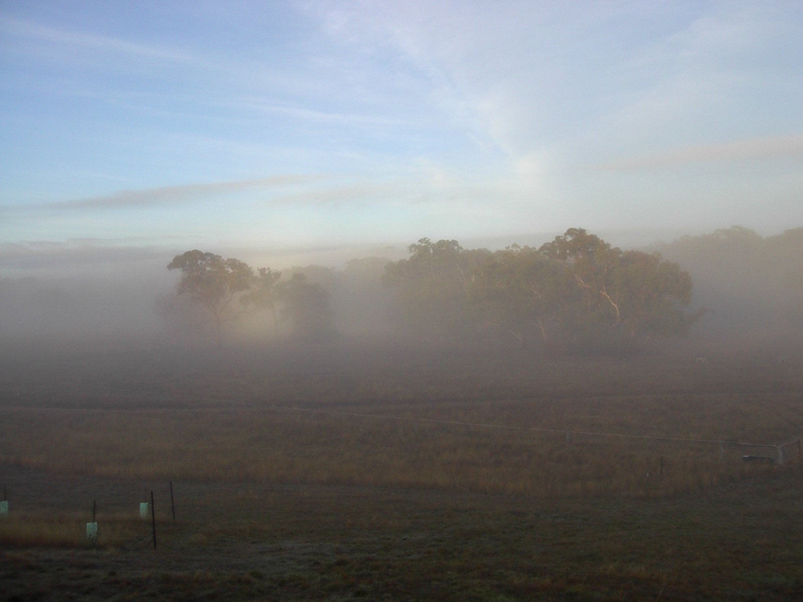 Fog scene « Eastern Hill Organic Farm