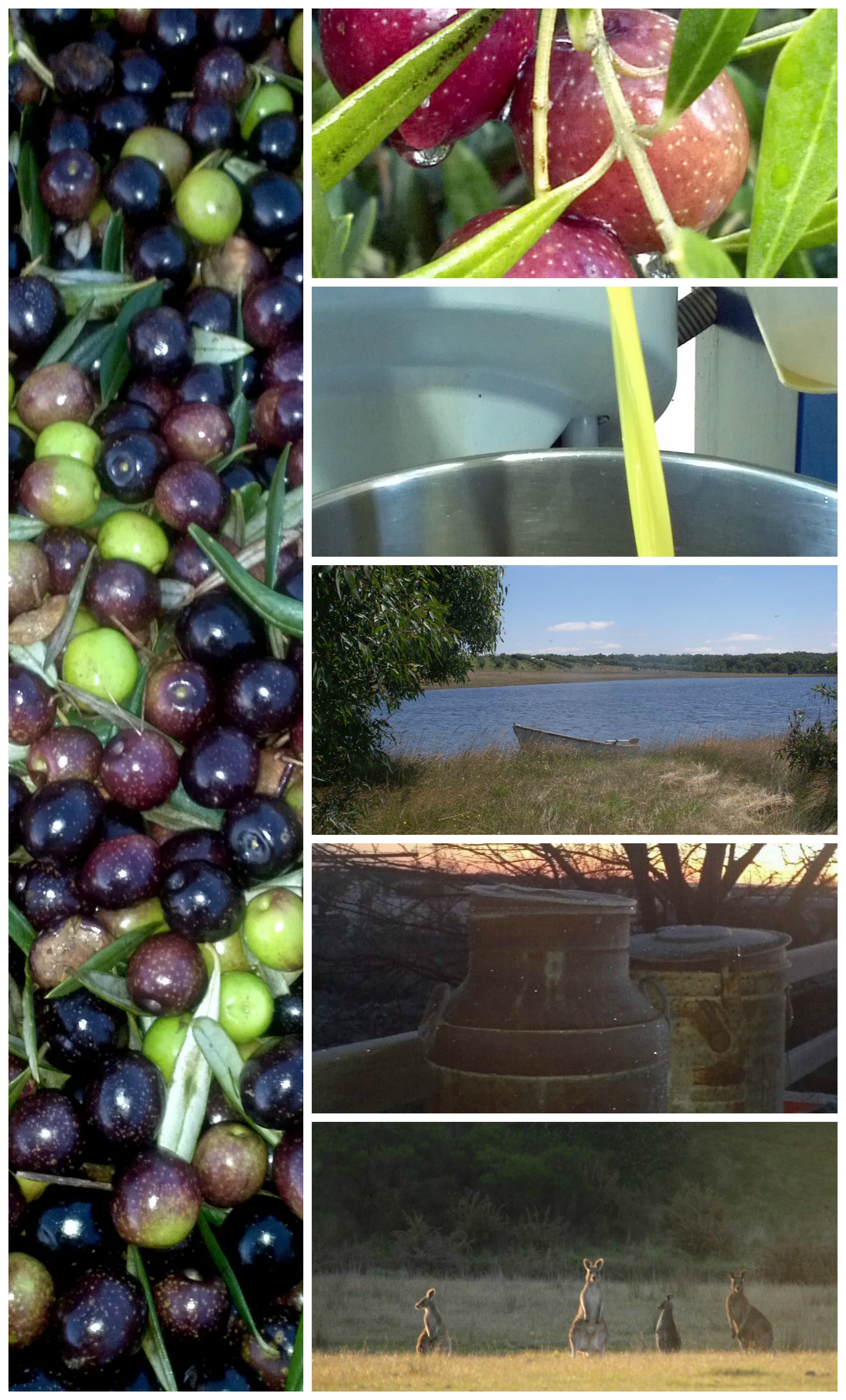 PicMonkey Collage 1 « Eastern Hill Organic Farm